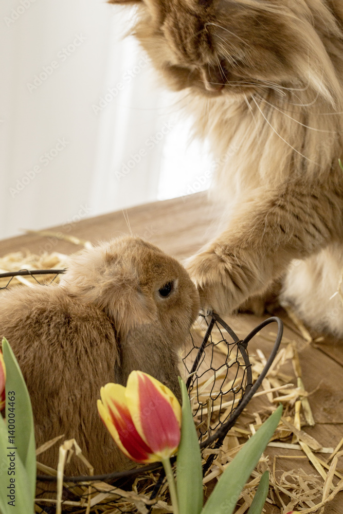 cat and bunny love Stock-Foto | Adobe Stock