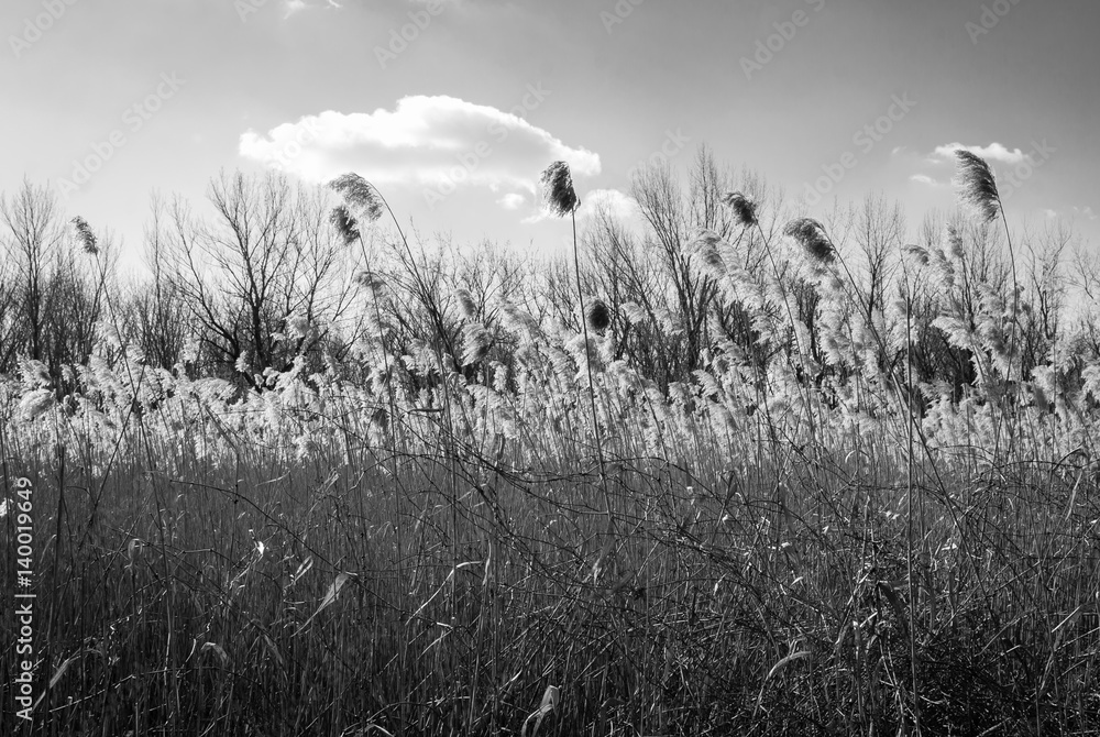 Tall Grass Field Wallpaper