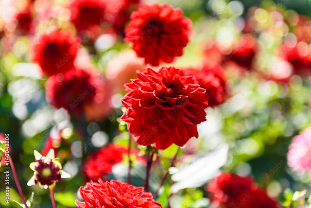 Beautiful Dahlia flowers Stock Photo | Adobe Stock