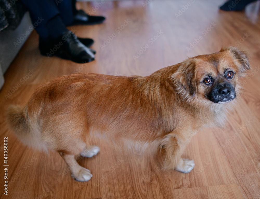 Thouhgtful fluffy dog with hazel eyes stands on wooden floor Stock ...