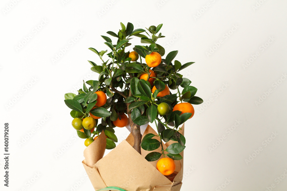 Decorative mandarin tree. Cowano, salamondin, margarita, Nagami ...