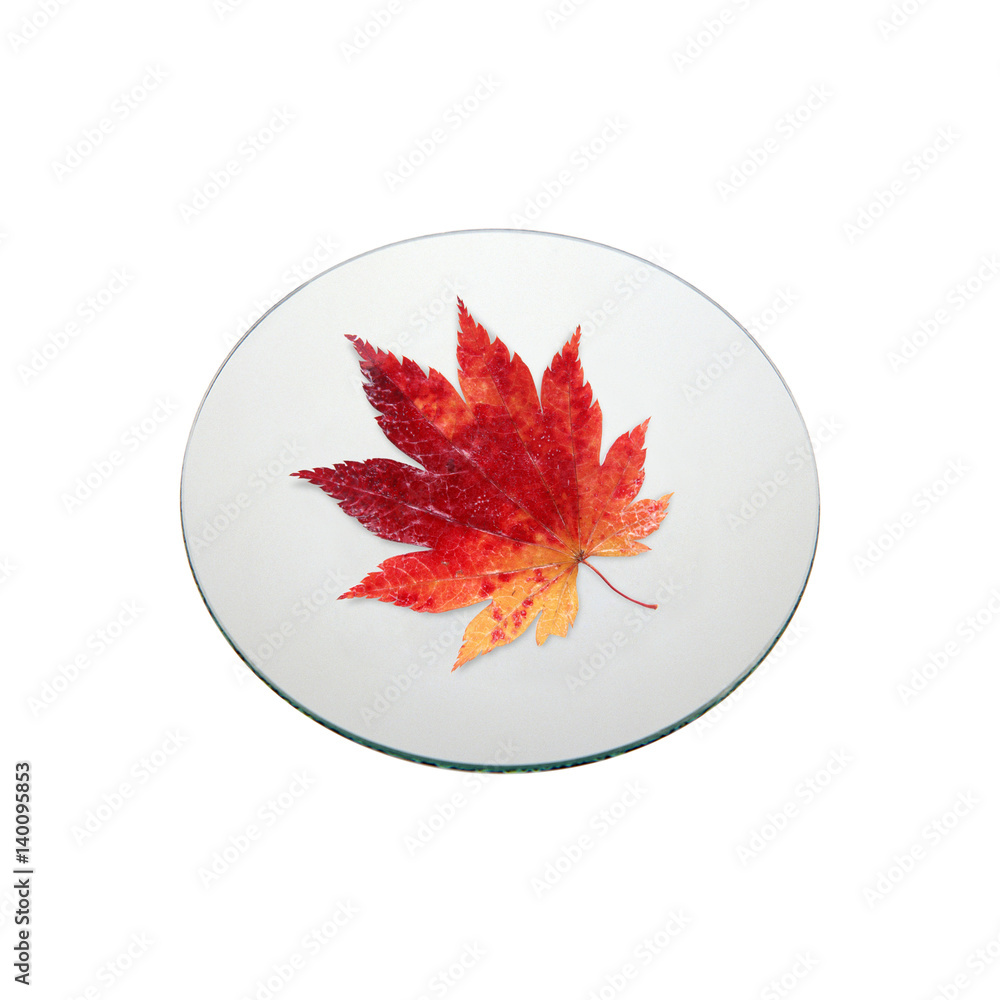 “Maple leaf on microscope slide” concept, isolated on white background ...