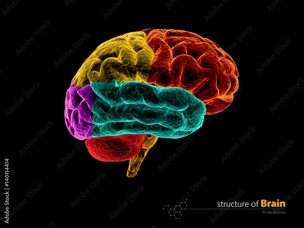 Human brain, anatomy structure. Human brain anatomy 3d illustration ...