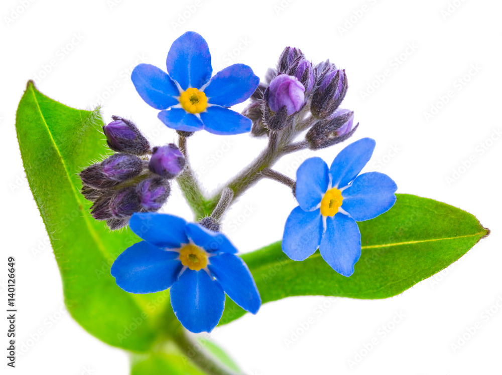 forget-me-not flowers isolated on white background 1:1 macro lens shots ...