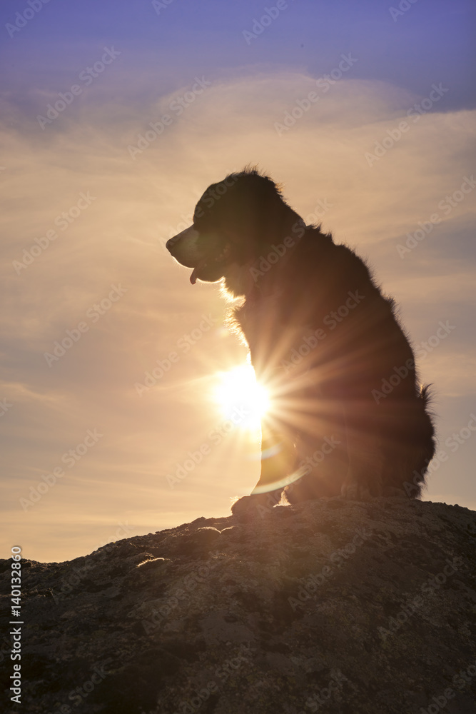 Silhouette of a dog on top of the rock looking into distance the sunset ...