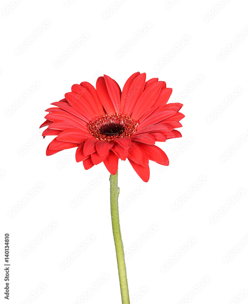 Red gerbera Stock Photo | Adobe Stock
