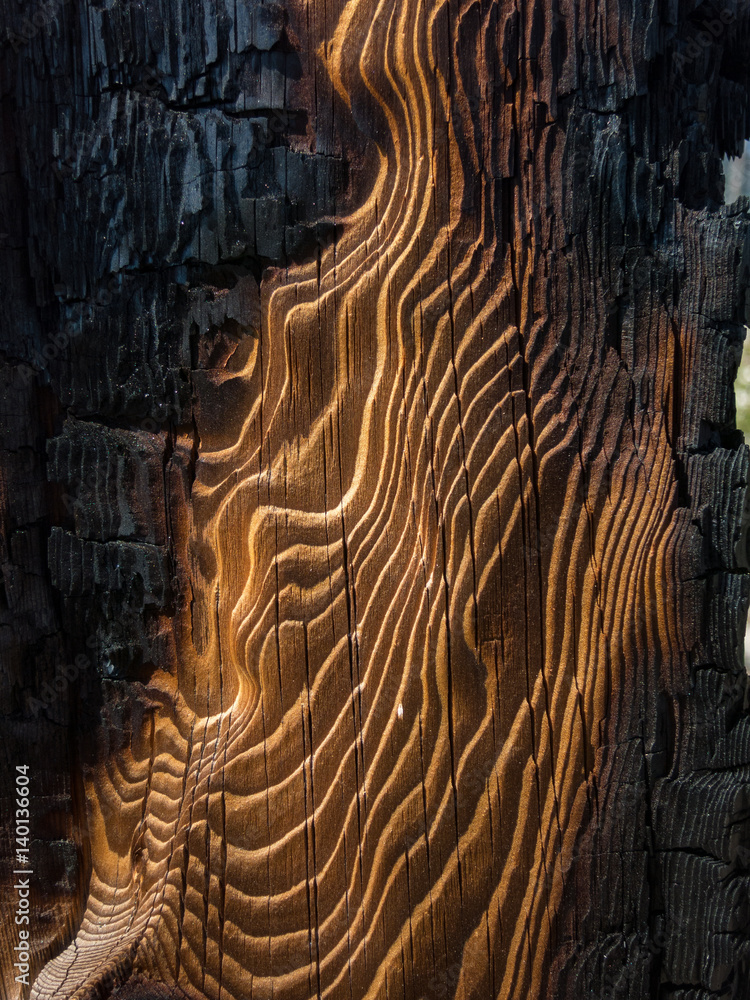 Photo & Art Print Burned log with wood grain looking like contour lines ...