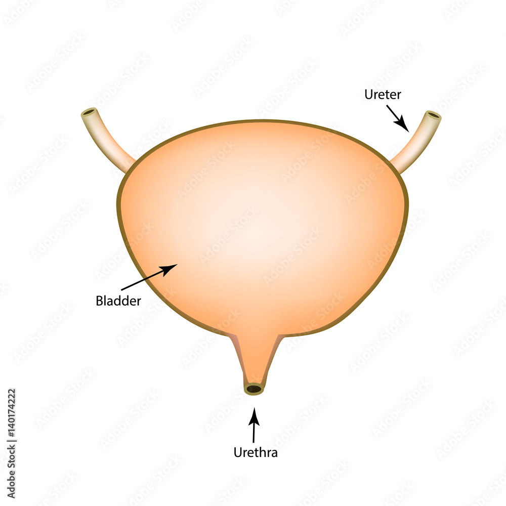Anatomical structure of the Urinary bladder. Infographics. Vector ...