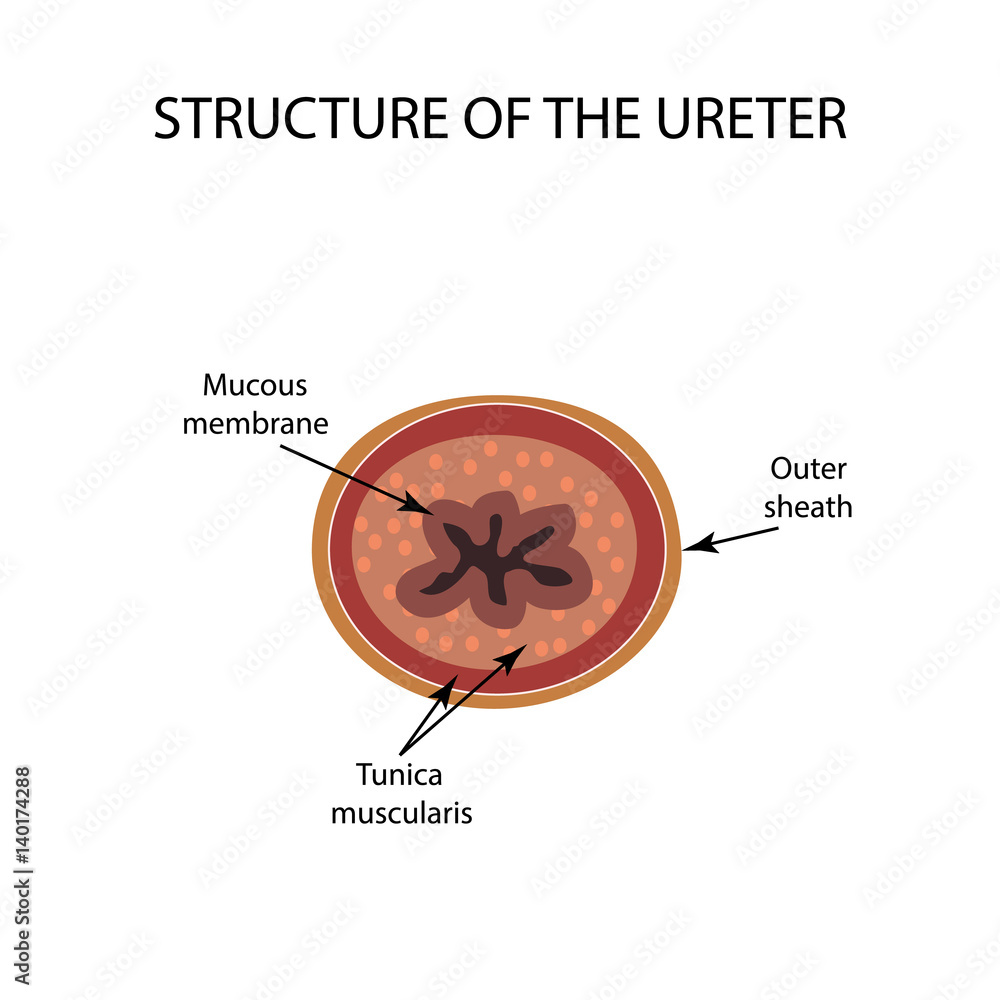 Structure of the ureter. Infographics. Vector illustration on isolated ...