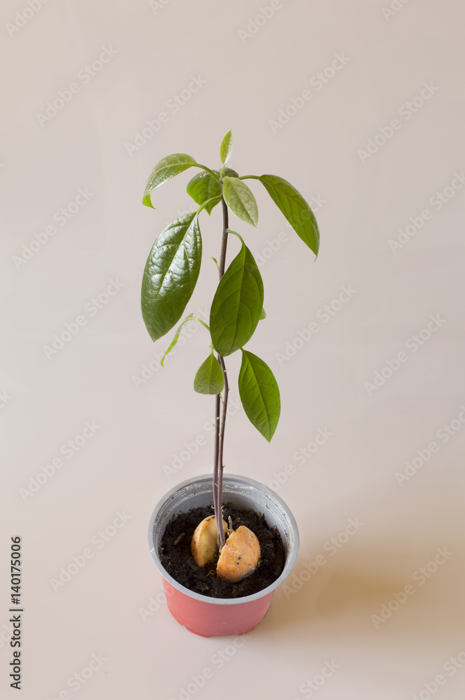 Young Avocado tree in a pot Stock Photo | Adobe Stock
