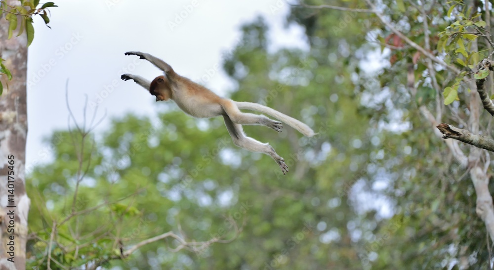 Jumping on a tree Proboscis Monkey in the wild green rainforest on ...
