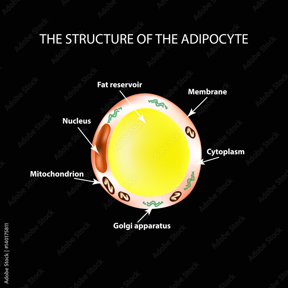 The anatomical structure of the fat cells. Adipocyte. Infographics ...
