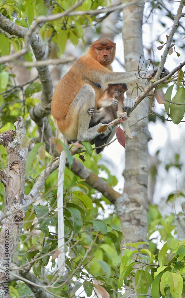 Fototapeta A female proboscis monkey (Nasalis larvatus) with a cub in a ...