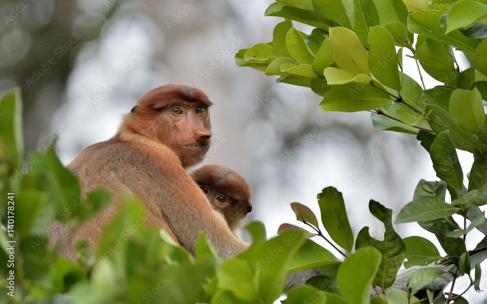 A female proboscis monkey (Nasalis larvatus) with a cub in a native ...