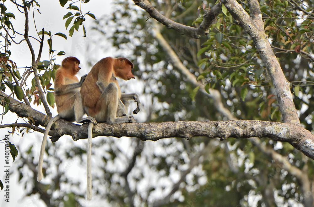 A female proboscis monkey (Nasalis larvatus) with a cub in a native ...