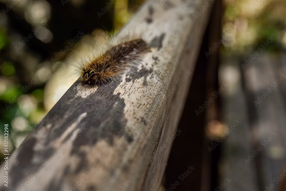 Hairy furry Gypsy Moth caterpillar walking a long wooden hand rail of a ...