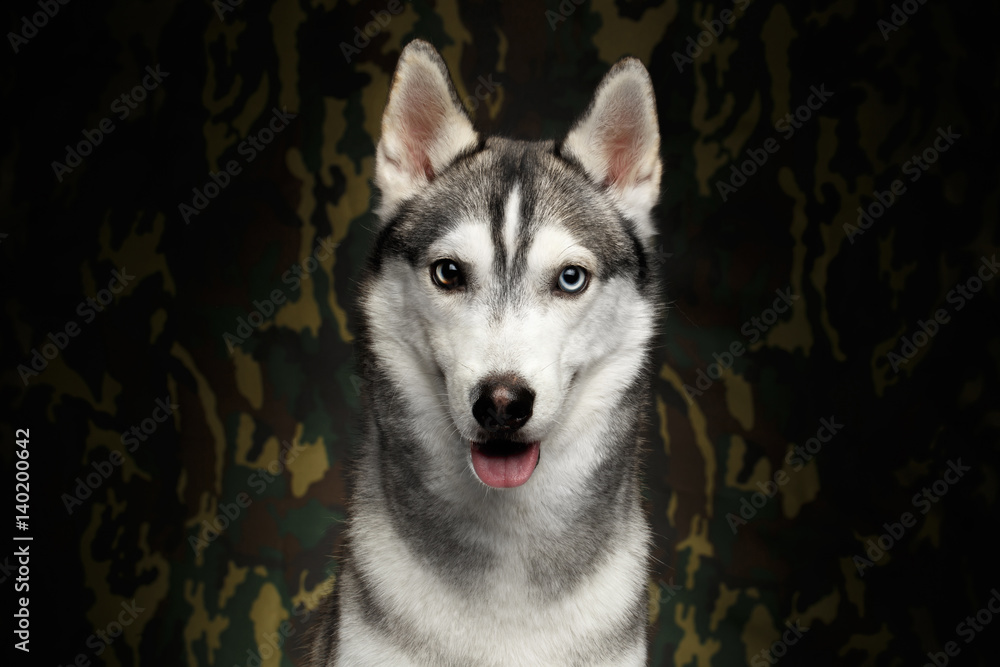 Portrait of Siberian Husky Dog on Camouflage Background, front view ...