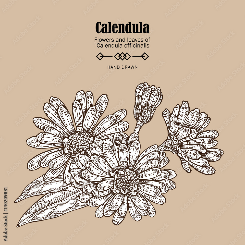 Hand drawn calendula flower. Medicinal herbs in sketch style. Vector ...