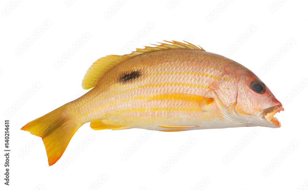 Black-spot snapper fish isolated on white background Stock Photo ...