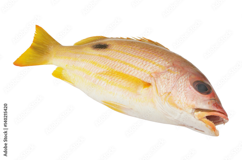 Black-spot snapper fish isolated on white background Stock Photo ...