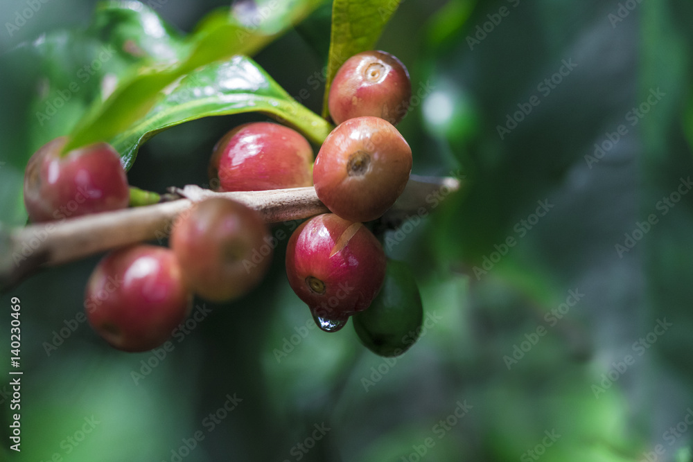 Coffee beans on coffee tree, branch of a coffee tree with ripe fruits ...