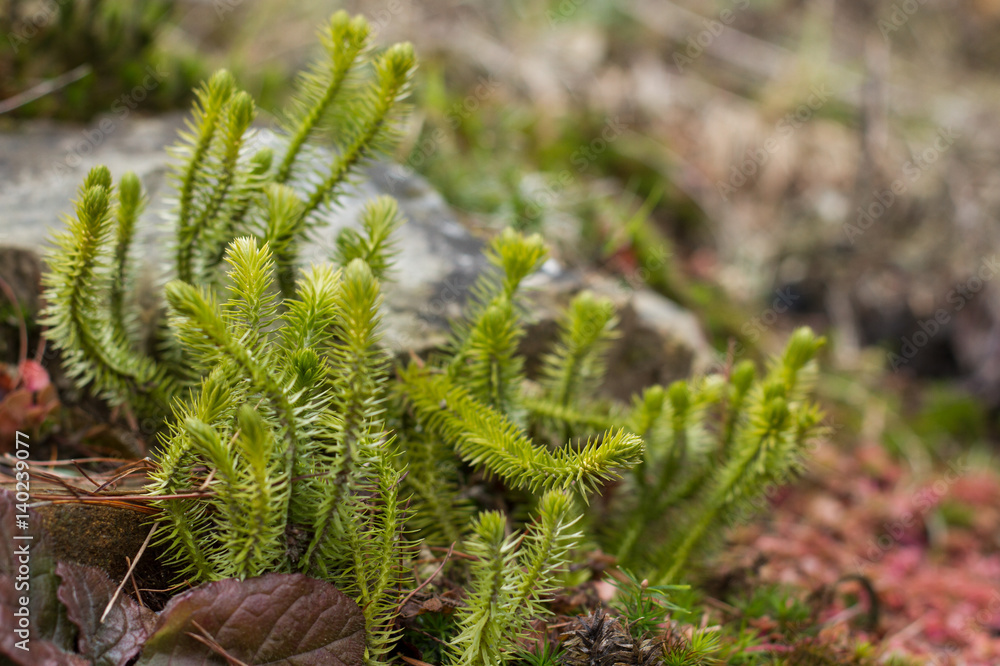 Club Mosses Lycopodium