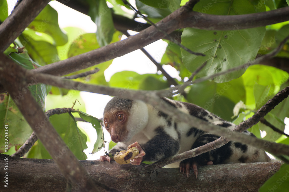 Common Spotted Cuscus. Seen here on the island of Waigeo, Raja Ampat ...