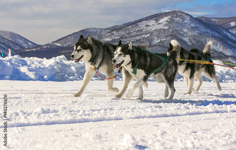 Sled dog race on snow in winter Stock Photo | Adobe Stock