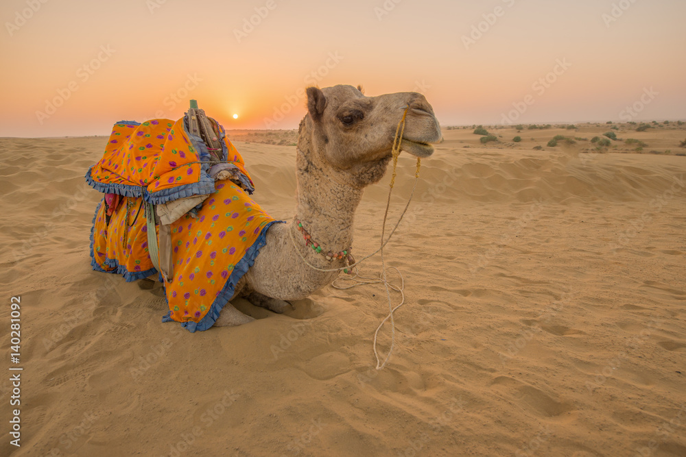 Rajasthan travel background - Indian camel (camel drivers) with camels ... Rajasthan travel background - Indian camel (camel drivers) with camels ...