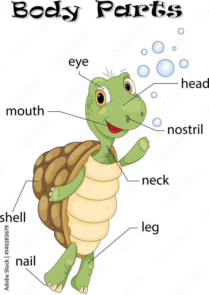 Turtle body parts Stock Vector | Adobe Stock