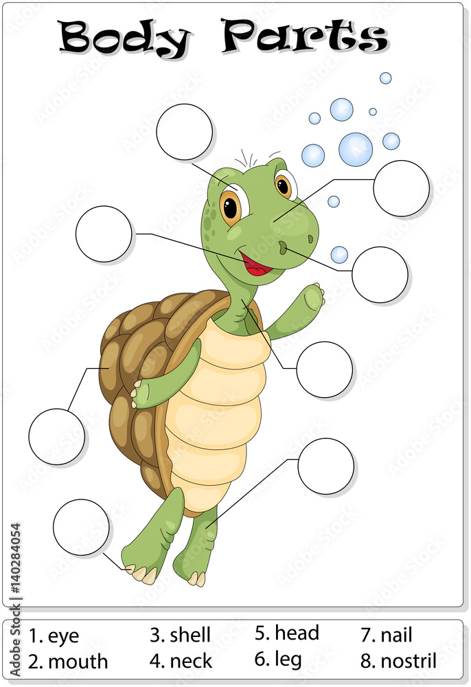 Turtle body parts Stock Vector | Adobe Stock