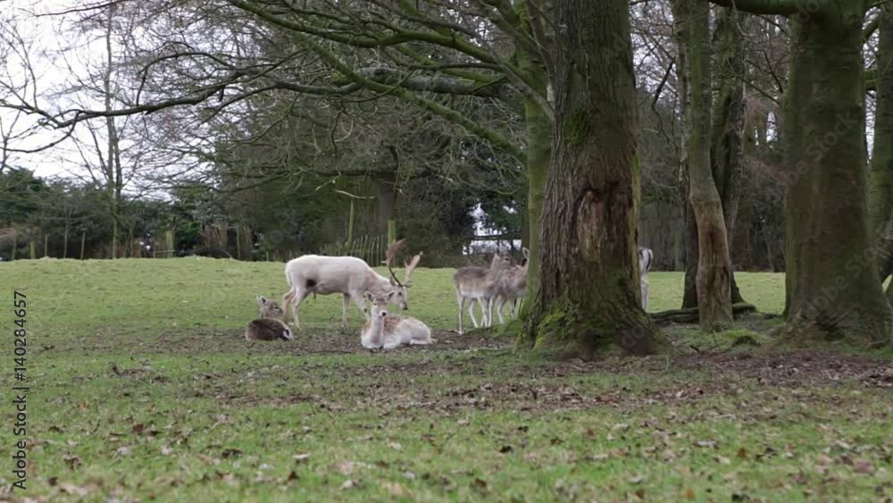 Leucistic Fallow Deer (dama dama). Buck and his harem near trees. This ...