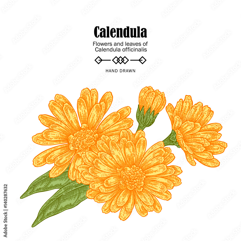 Vector illustration calendula flowers on white background. Medicinal ...