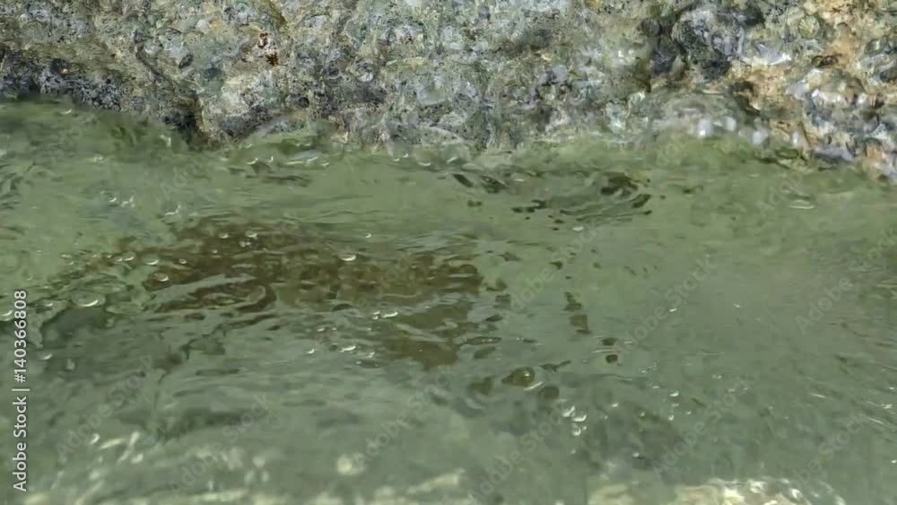 West Indian fuzzy chiton (Acanthopleura granulata, Polyplacophora) in ...