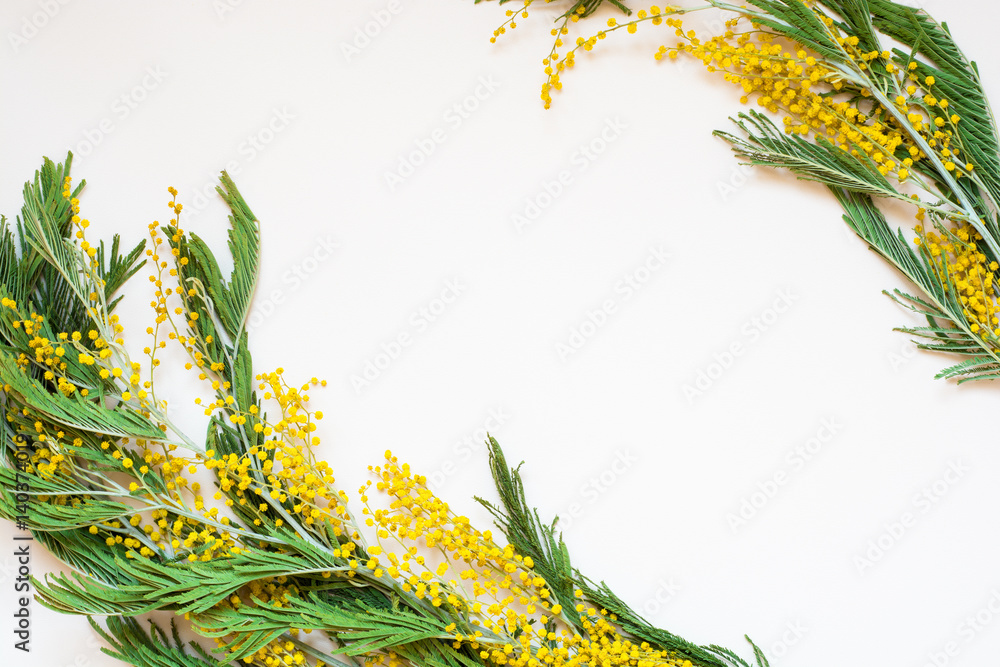 Acacia dealbata known as silver wattle, blue wattle and mimosa on white ...