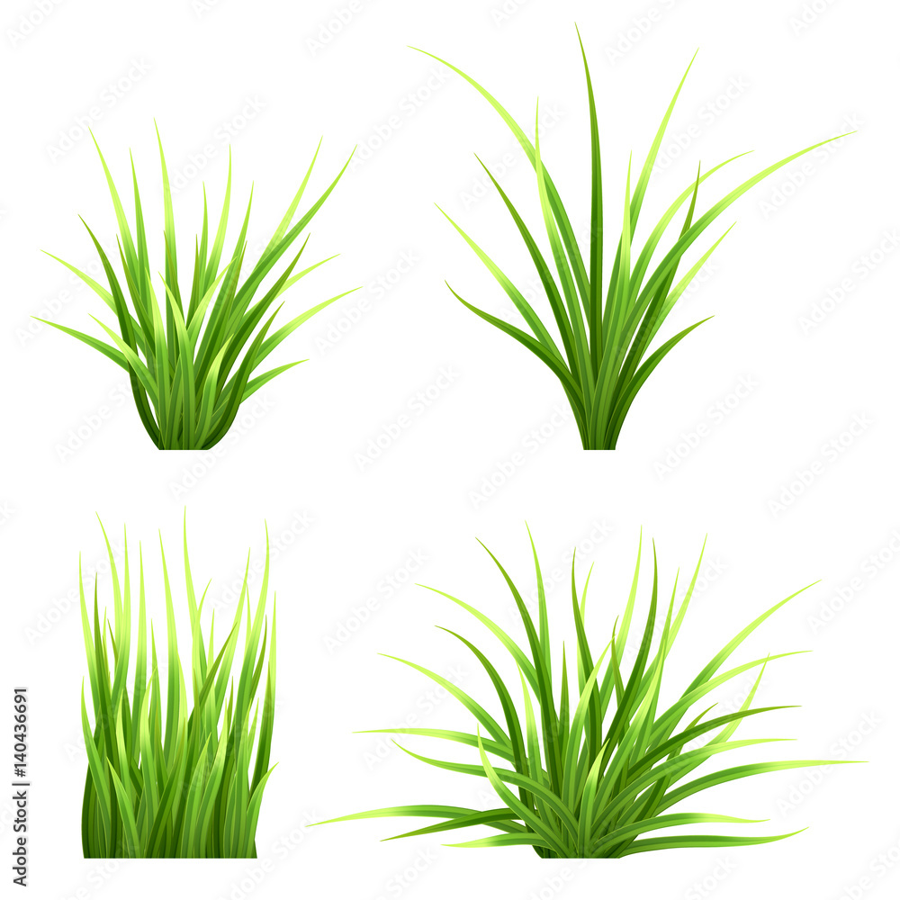 Set realistic vector grass. Bush of fresh grass of various shapes ...