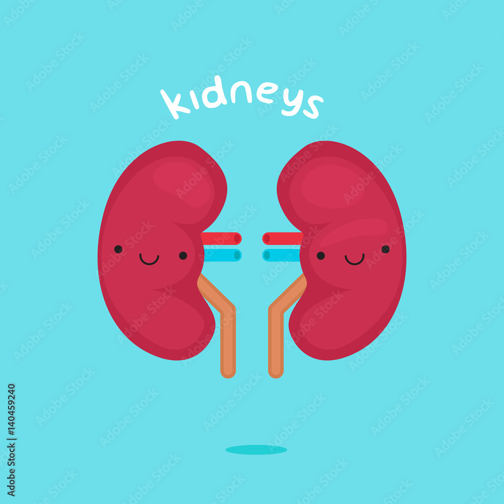 Kidney characters vector illustration Stock Vector | Adobe Stock