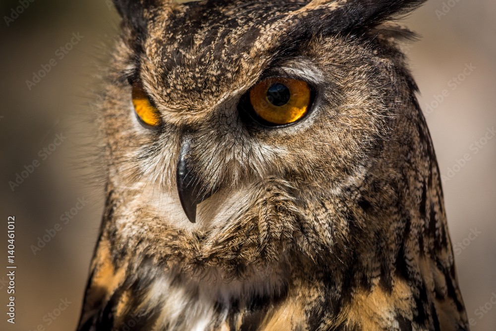 Búho Real perfil Stock Photo | Adobe Stock