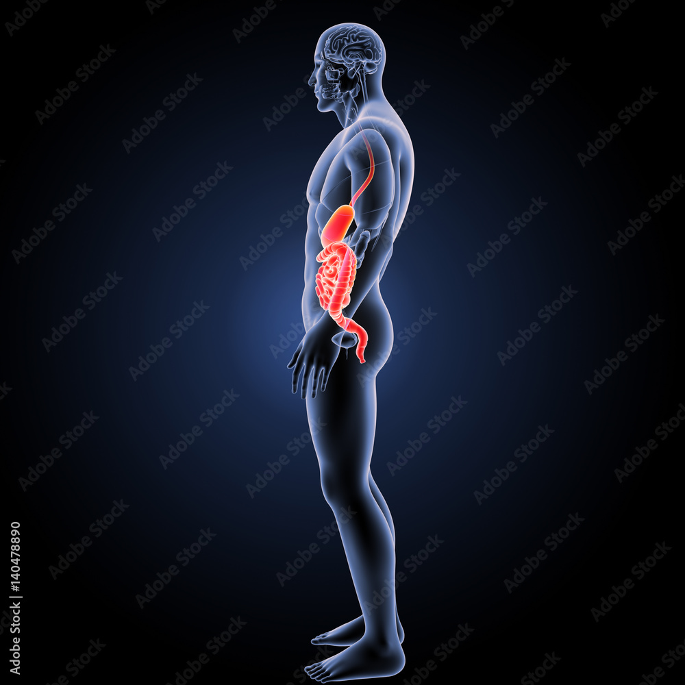 Stomach and intestine with organs lateral view Stock Photo | Adobe Stock