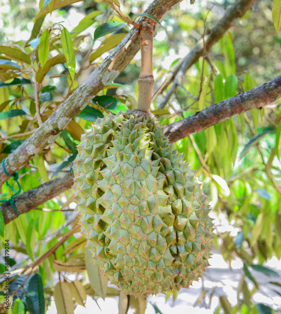 durian Stock Photo | Adobe Stock