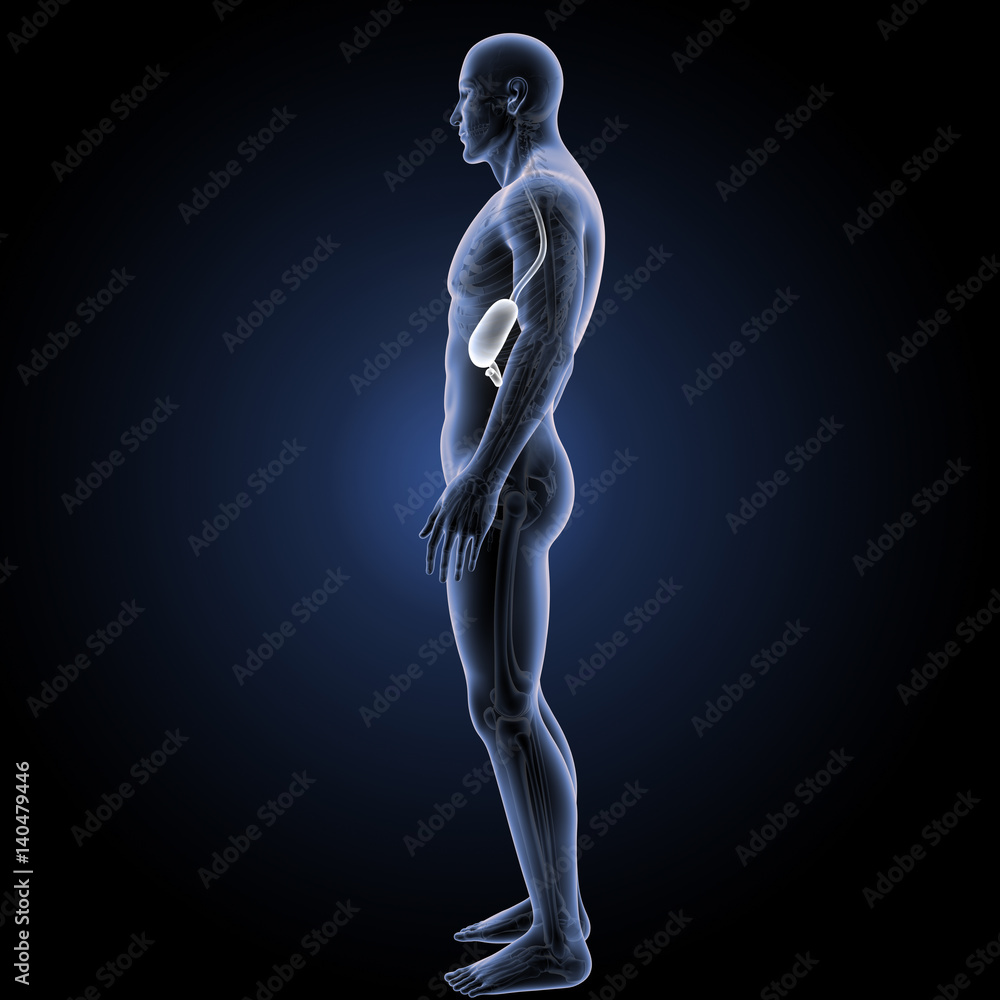 Stomach with skeleton lateral view Stock Illustration | Adobe Stock