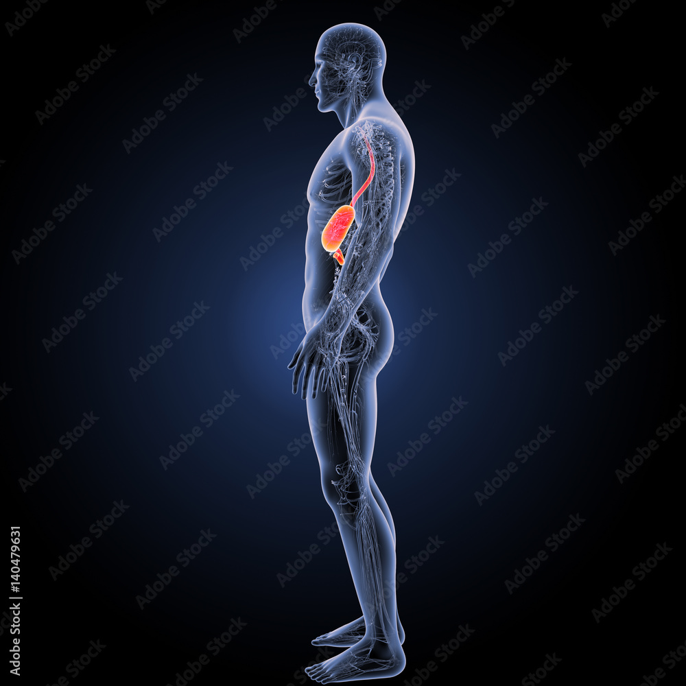 Stomach with circulatory system lateral view Stock Illustration | Adobe ...