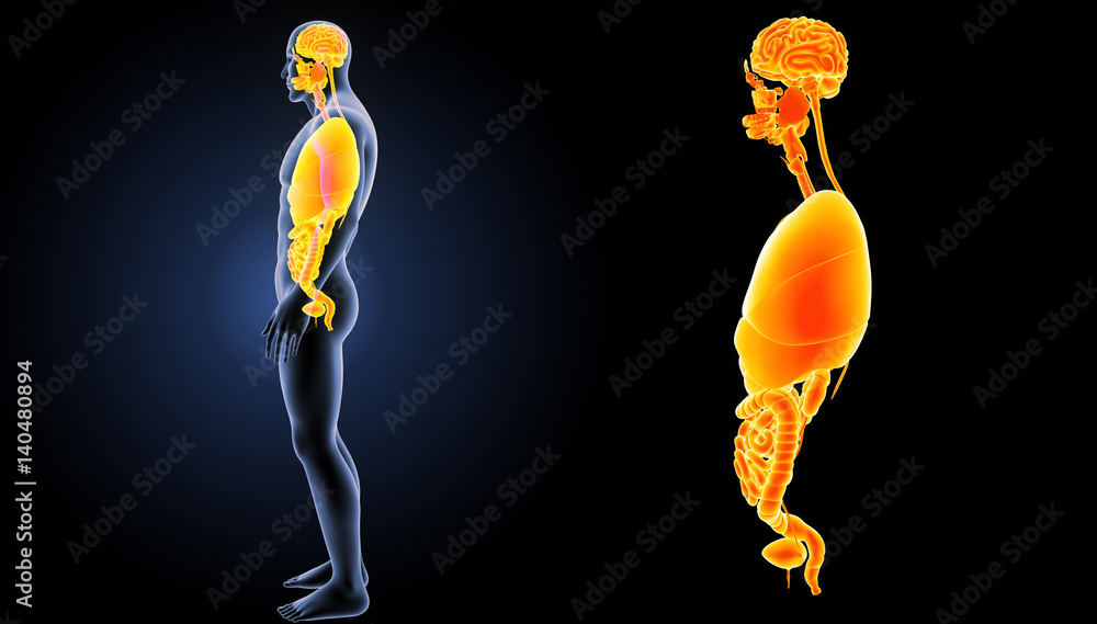 Organs zoom with body lateral view Stock Illustration | Adobe Stock