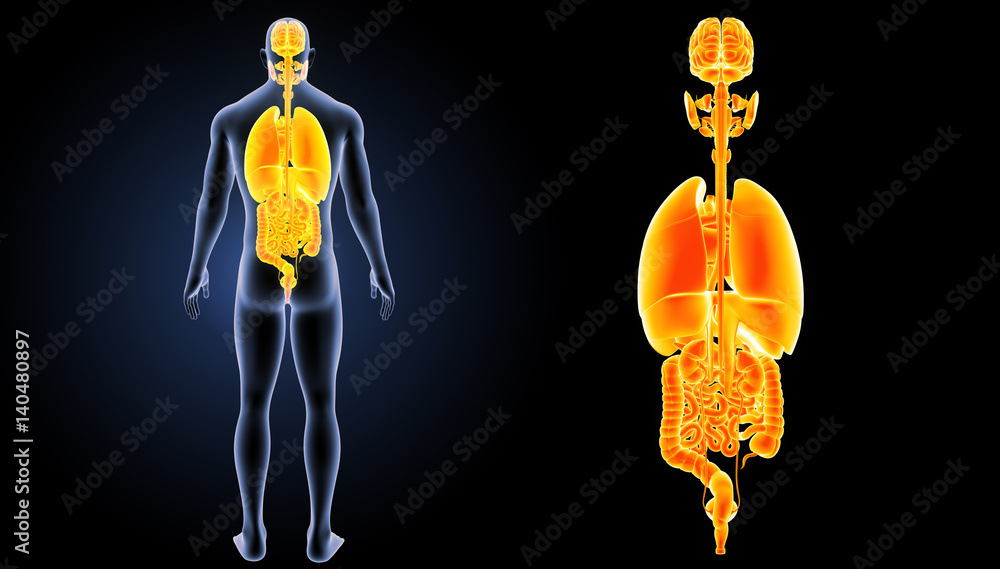 Organs zoom with body posterior view Stock Illustration | Adobe Stock