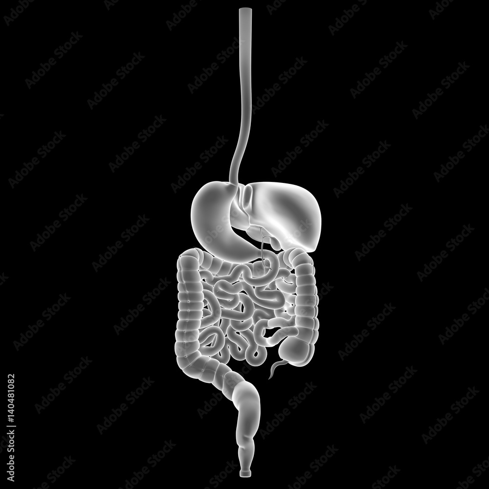 Digestive system posterior view Stock Photo | Adobe Stock