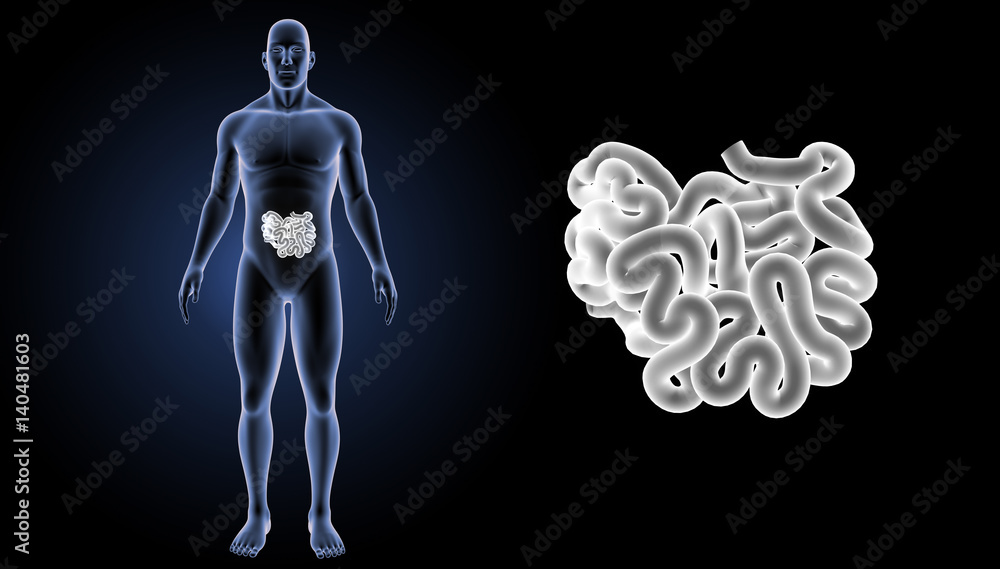 Small intestine zoom with body anterior view Stock Illustration | Adobe ...