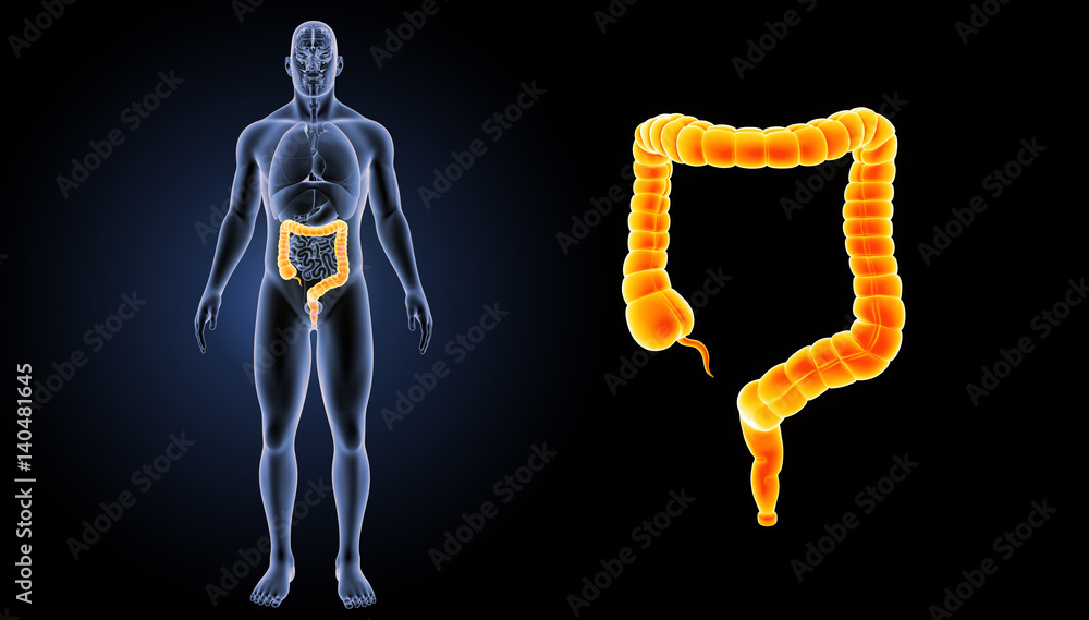 Large intestine zoom with organs anterior view Stock Illustration ...