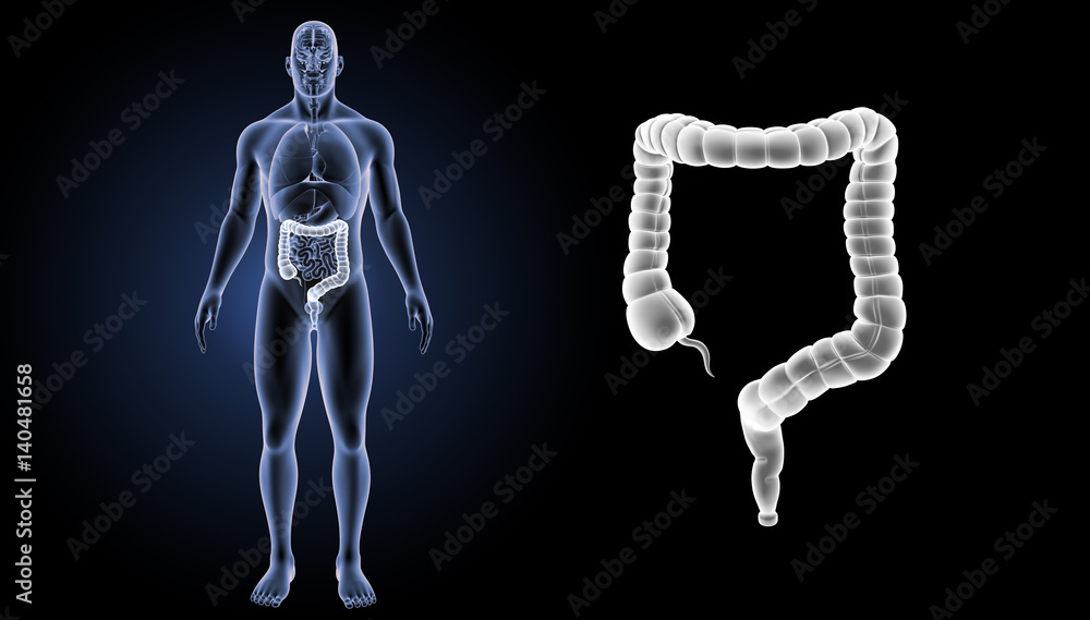 Large intestine zoom with organs anterior view Stock Photo | Adobe Stock