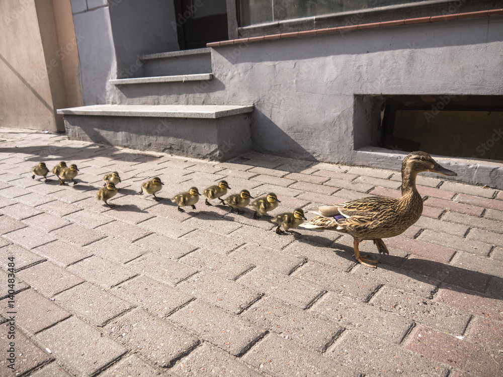 Duck mother is lost with her little baby ducks in the city on the ...