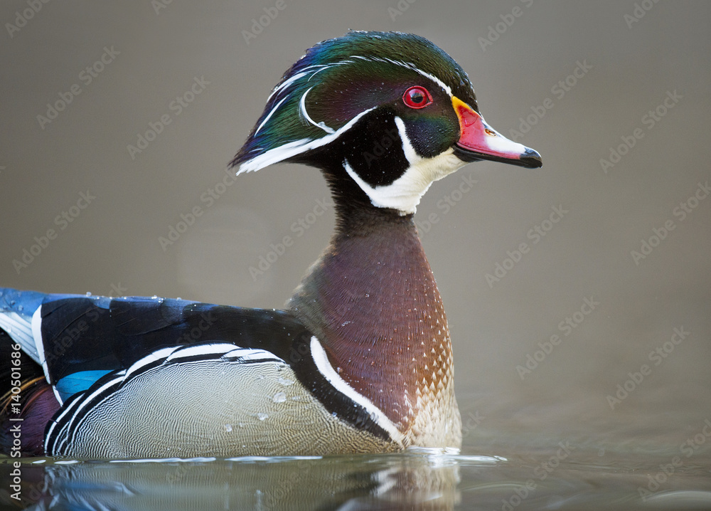 Poster A brilliantly colored Wood Duck drake shows off his colors in ...